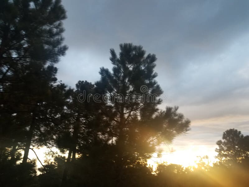 Peak of sun through pines stock image. Image of scenic - 150858571