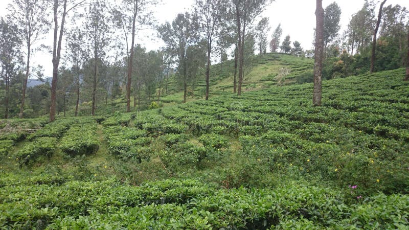 The Peak Tourist Spot in Bogor, West Java Stock Image - Image of flower ...