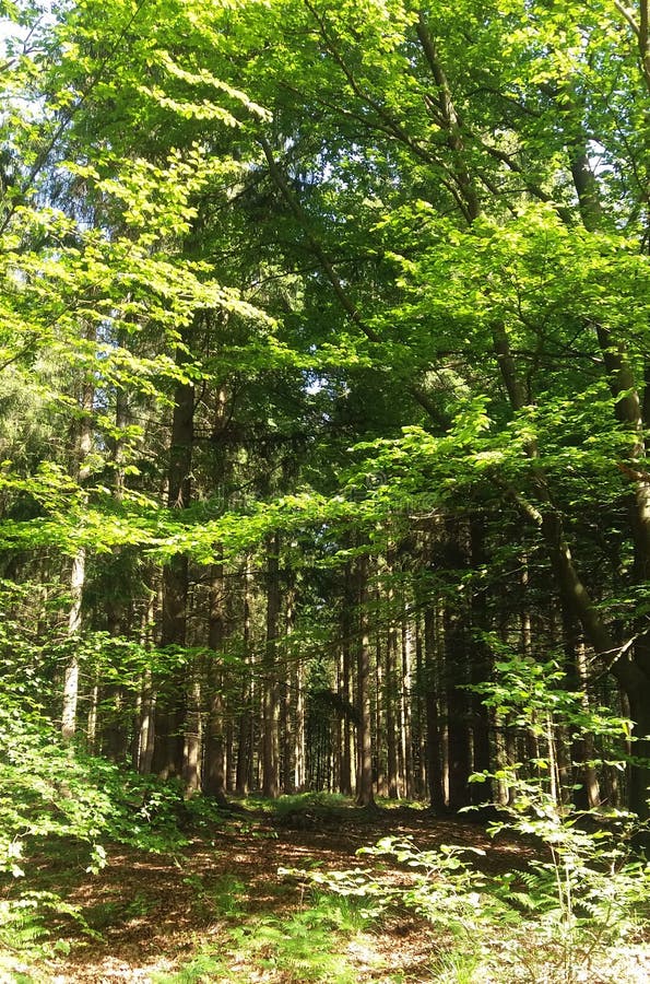 A Peak through a Line of Tall Perpendicular Trees Stock Photo - Image ...