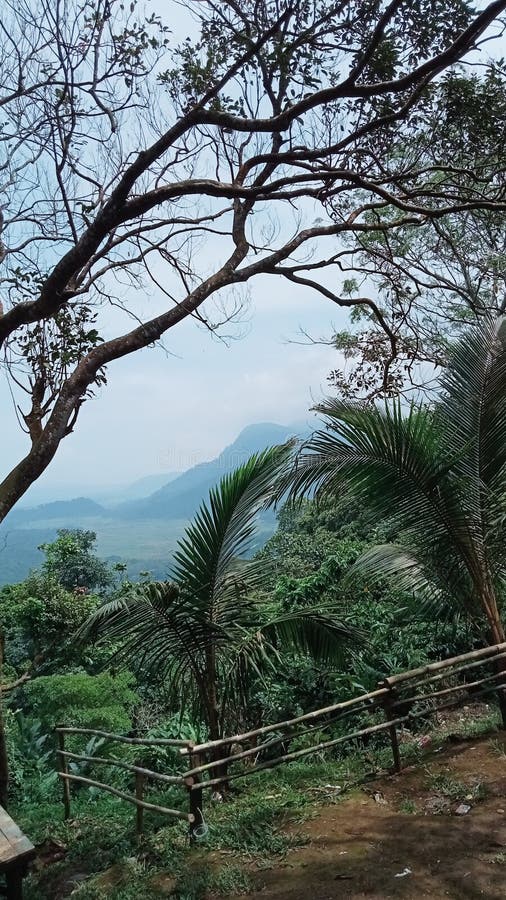 Peak with Various Beautiful and Cool Trees Stock Image - Image of plant ...