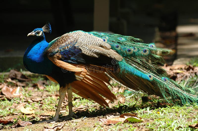 Peakcock Picture. Image: 475185