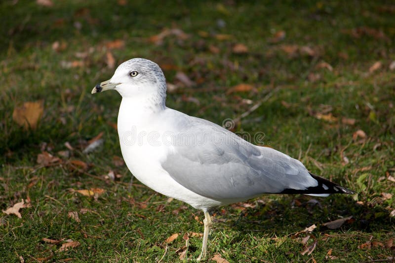 Peaked curiosity stock image. Image of wildlife, feather - 11727051