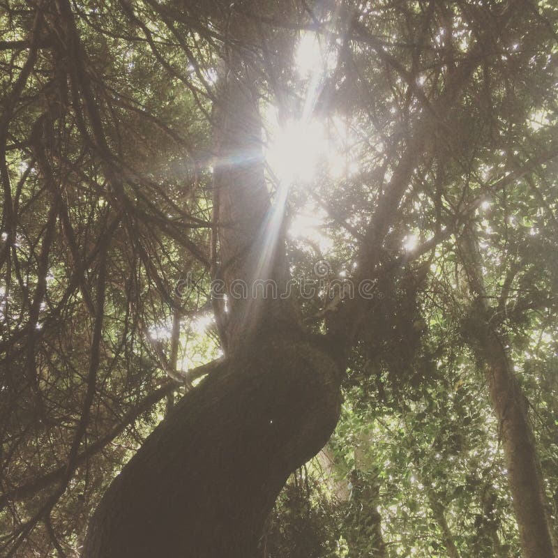 Peaking behind the trees stock photo. Image of forrest - 76348722