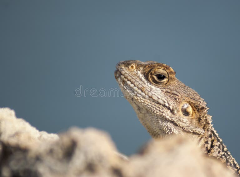 Peaking Lizard stock photo. Image of rock, reptile, coast - 73514692