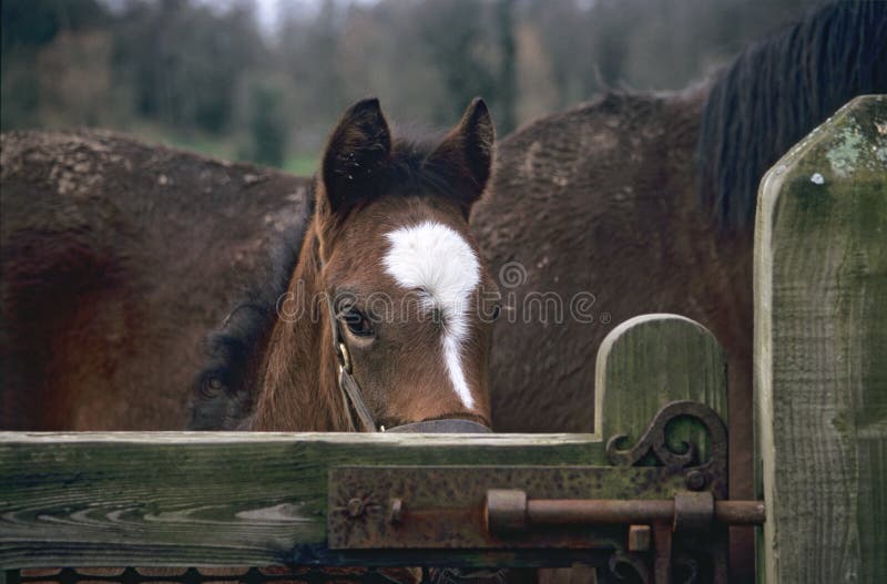 215 Horse Looking Over Gate Stock Photos - Free & Royalty-Free Stock ...