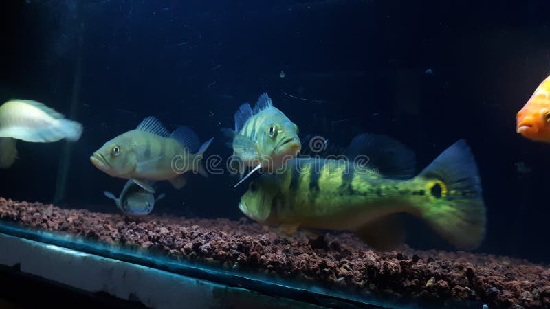 Peakock Bass Fish in the Black Water Stock Image - Image of water ...
