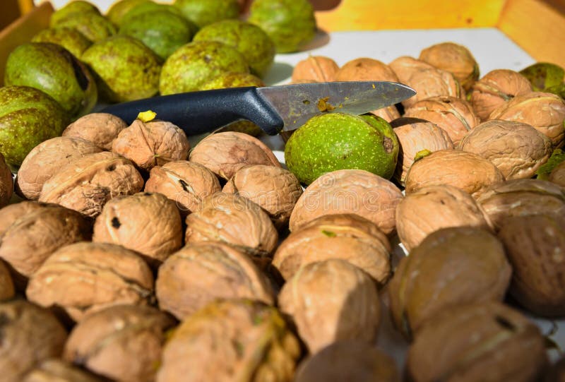 Pealing walnuts -IV stock image. Image of green, knife - 230226395