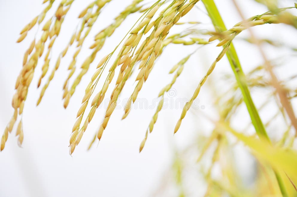 Peandant paddy earhead stock image. Image of fruit, harvest - 21955807