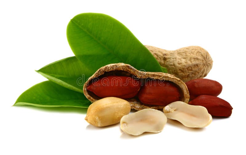 Peanut stock photo. Image of nutshell, white, shell, organic - 17814302