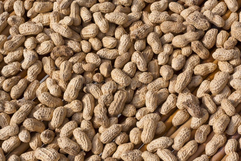 Peanut stock photo. Image of yellow, crude, peanut, appetite - 19564038