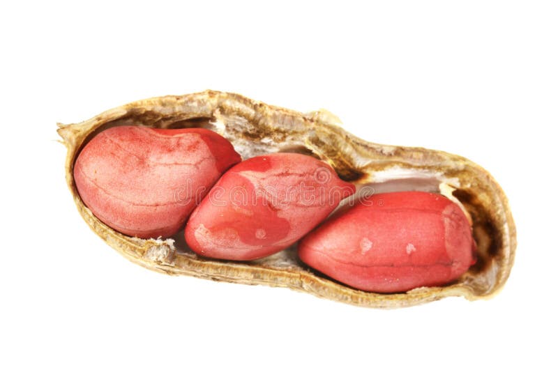 Two peanuts in a shell stock photo. Image of peanuts, objects - 174054