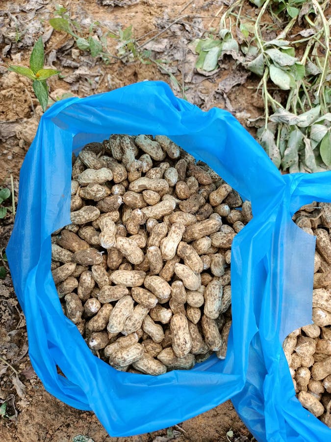 Peanut Also Known As Ground Nut, Goober, Pindar or Monkey Nuts Stock ...