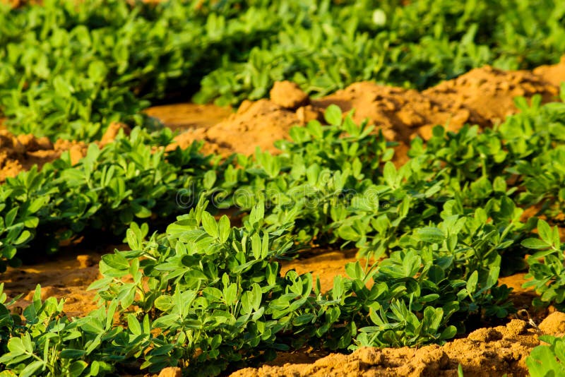 497 Groundnut Growing Soil Stock Photos - Free & Royalty-Free Stock ...