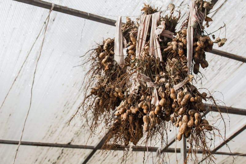 Peanut Bushes are Dried in a Greenhouse. the Process of Drying and ...