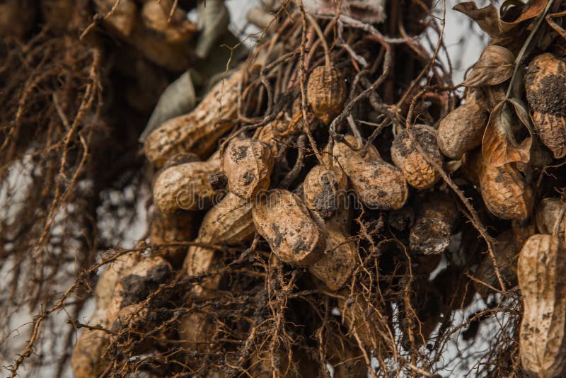 Peanut Bushes are Dried in a Greenhouse. the Process of Drying and ...