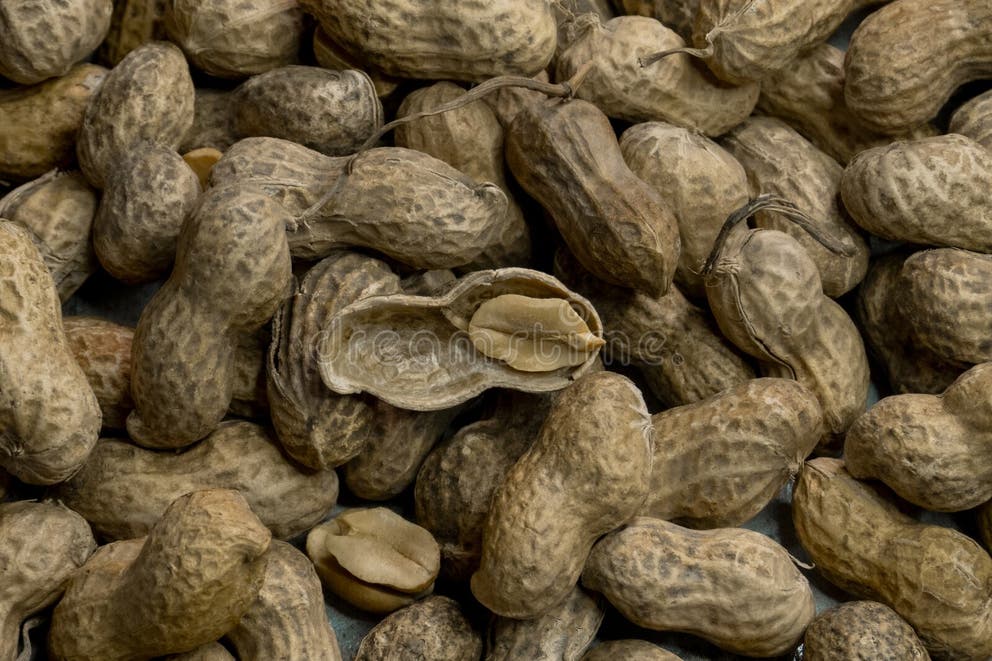 A Peanut Centered in the Middle, Opened Halfway through the Shell Stock ...