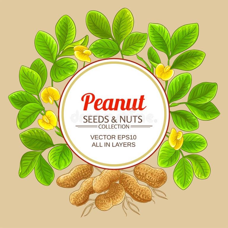 Peanut Frame Stock Illustrations – 646 Peanut Frame Stock Illustrations ...