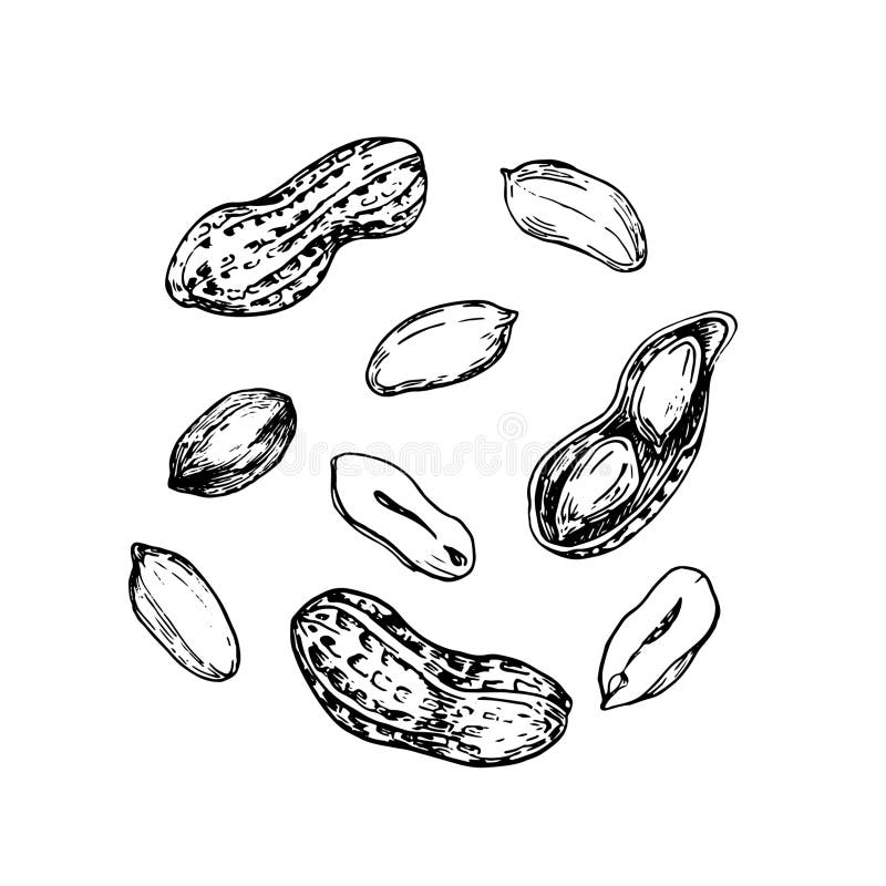 Peanut Collection of Hand Drawn Ink Vector Illustrations. Stock Vector ...