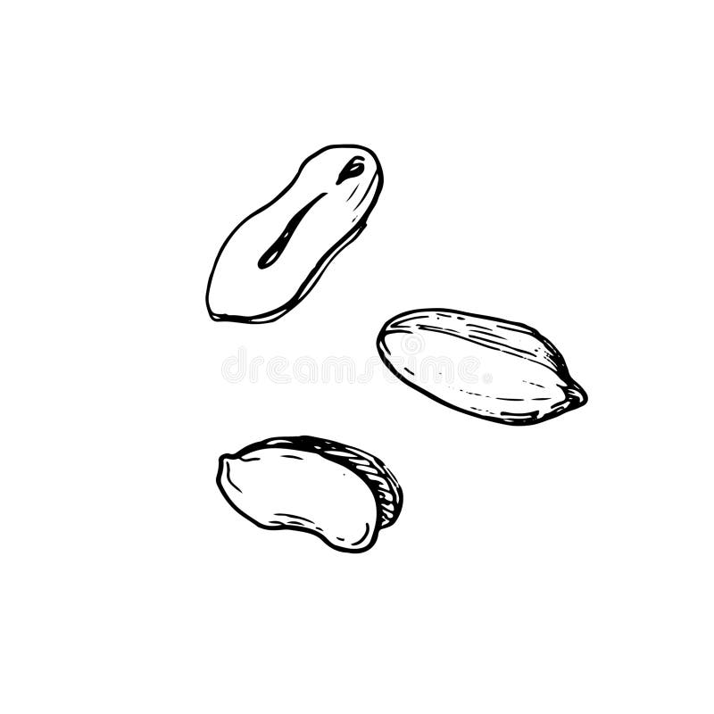 Peanut Collection of Hand Drawn Ink Vector Illustrations. Stock Vector ...