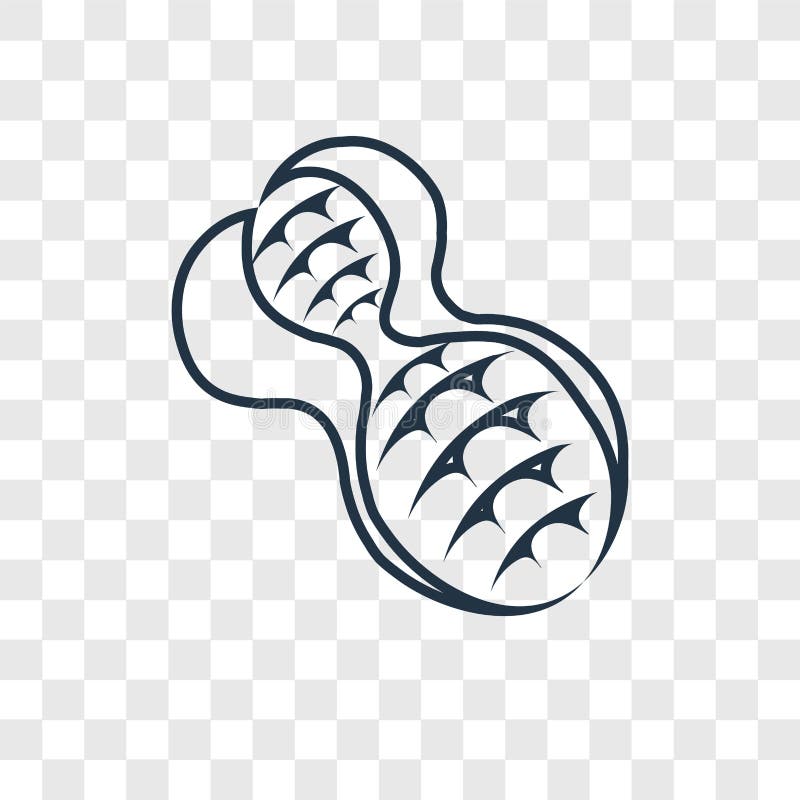 Peanut Concept Vector Linear Icon Isolated on Transparent Background ...