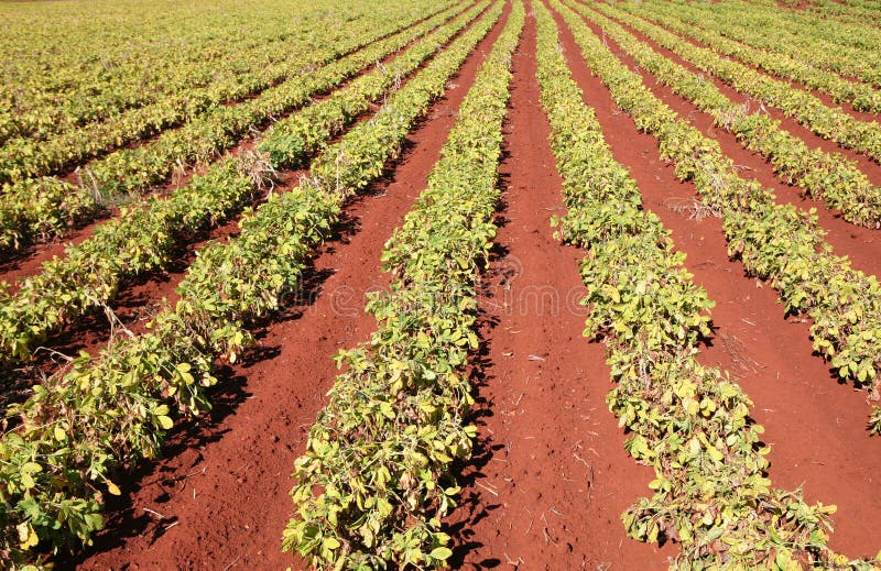Agriculture, Peanut Field Rows Stock Image - Image of harvest, dirt: 936477