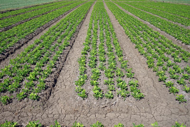 Peanut Cultivation Field in Thailand Stock Image - Image of leaf ...