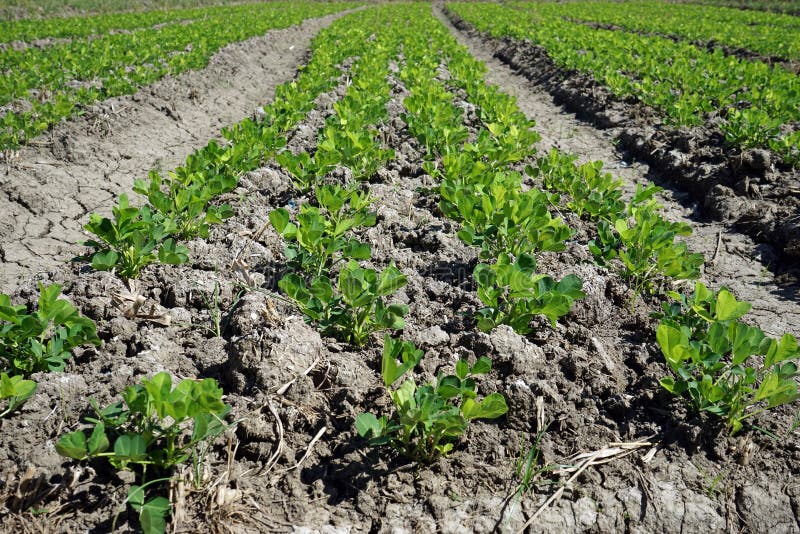 Peanut Cultivation Field in Thailand Stock Image - Image of food ...