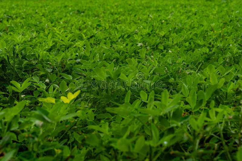 Peanut Field Cultivation, Crop Rotation Stock Image - Image of ...