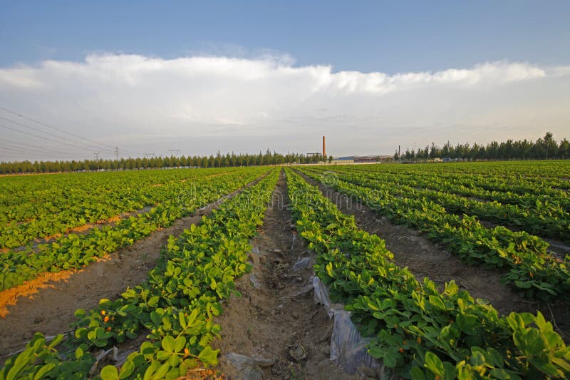 Peanut fields stock image. Image of primitive, dirt - 311029397