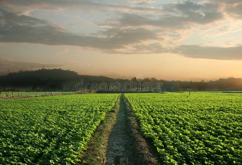 Peanut fields stock image. Image of season, light, agriculture - 7950923