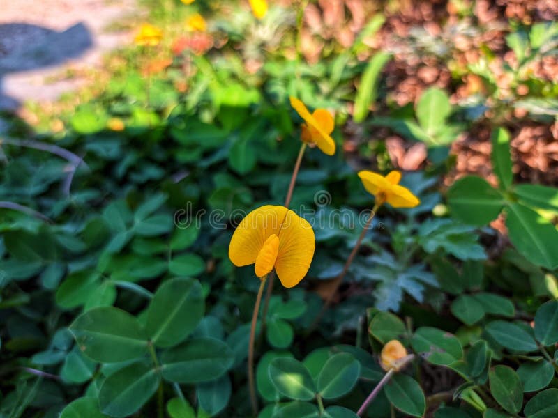 Peanut Flowers (Arachis Duranensis) in the Garden Stock Image - Image ...