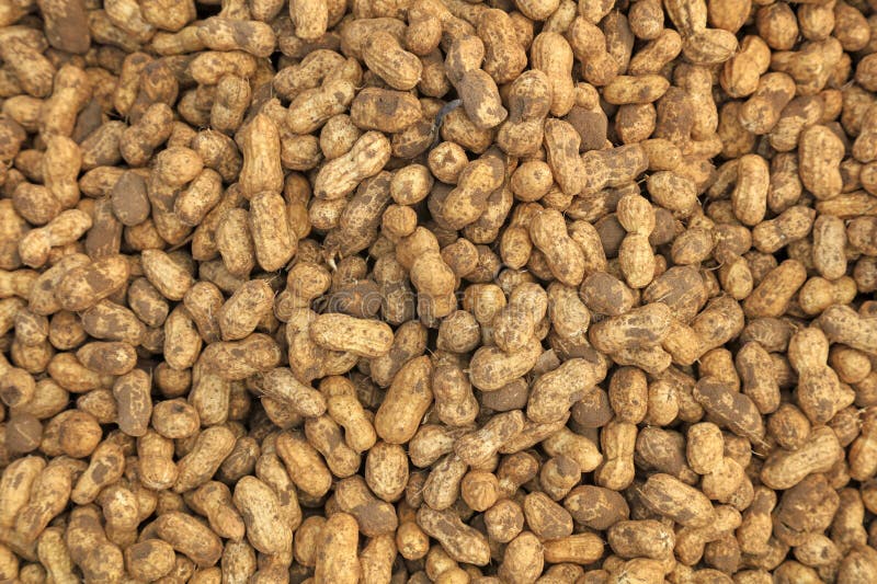 Peanut fruit stock image. Image of fruit, health, dirt - 383927945