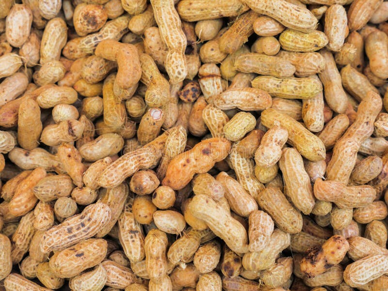 Peanut or Groundnut Boiled for Appetizer Stock Image - Image of boiled ...