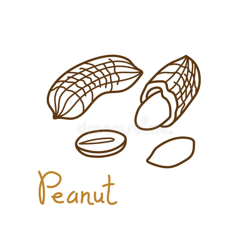 Peanut, Groundnut Hand Drawn Graphics Element for Packaging Design of ...