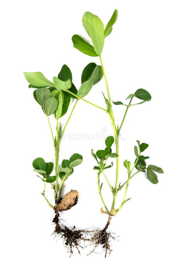 Peanut or Groundnut with Root and Green Leaves Isolated on White ...