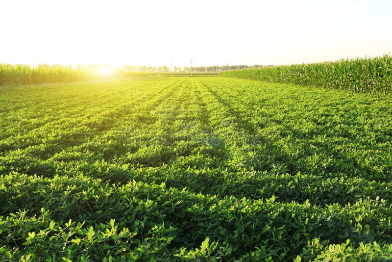 The fields of peanuts stock image. Image of harvest - 175884987