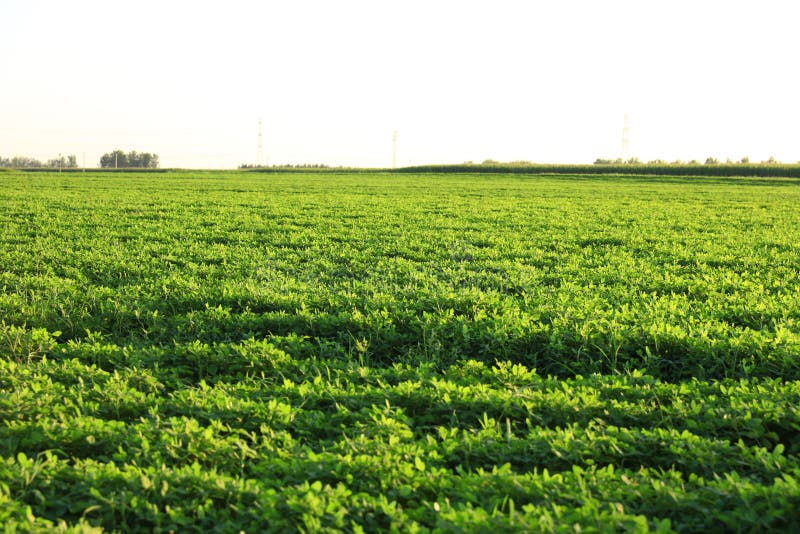 The fields of peanuts stock image. Image of land, plants - 175885117