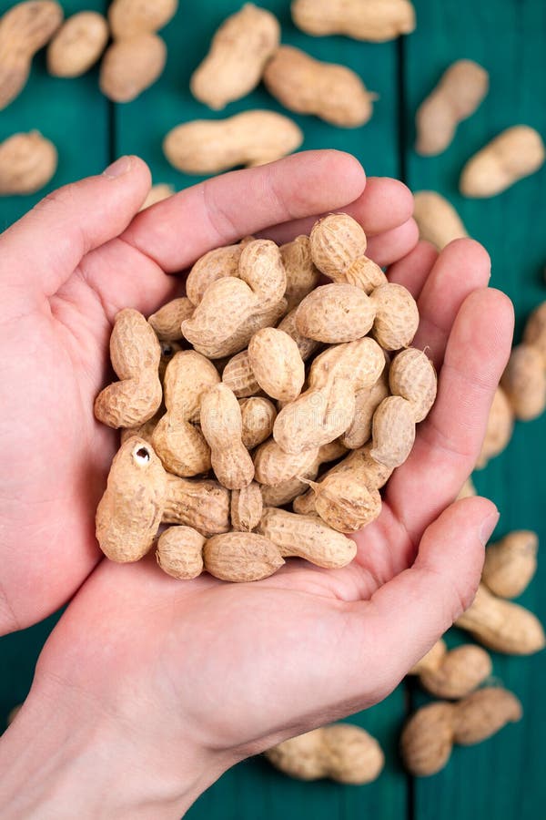 Peanut in hands stock photo. Image of natural, bite, siliculose - 55376886
