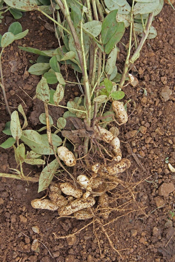 Agriculture, Peanut Field Rows Stock Image - Image of harvest, dirt: 936477
