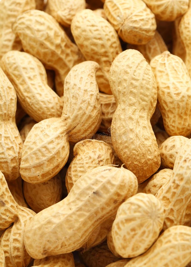 Peanut stock photo. Image of nature, nutrient, open, shell - 30772748