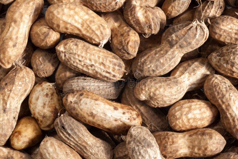 Peanut hull stock photo. Image of shells, groundnut, food - 64235116