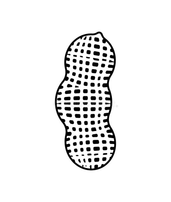 Peanut Icon Sign. Groundnut Symbol Stock Vector - Illustration of ...