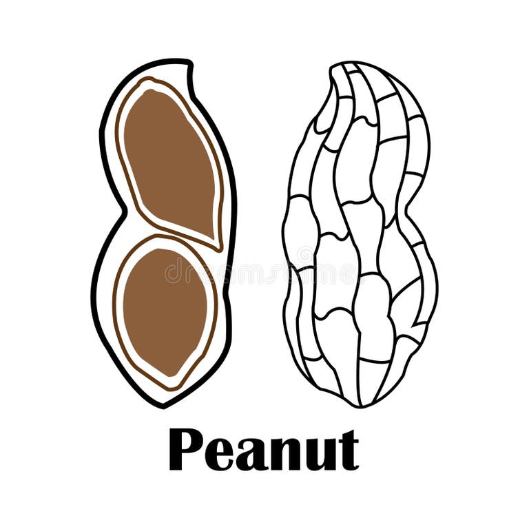Peanut icon stock vector. Illustration of symbol, organic - 290990559