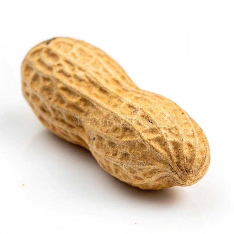 Peanut Isolated on White Background Stock Illustration - Illustration ...