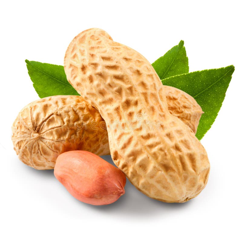 Peanut stock image. Image of closeup, isolated, nature - 49820201