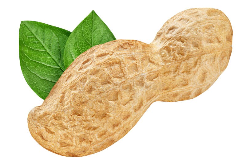 Peanut Isolated on White Background. One Peanut in a Shell Close-up ...
