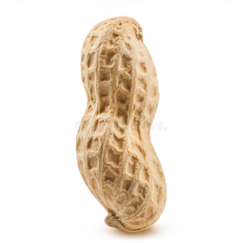 Peanut Kernel Nestled Inside Cracked Shell, Positioned Vertically with ...