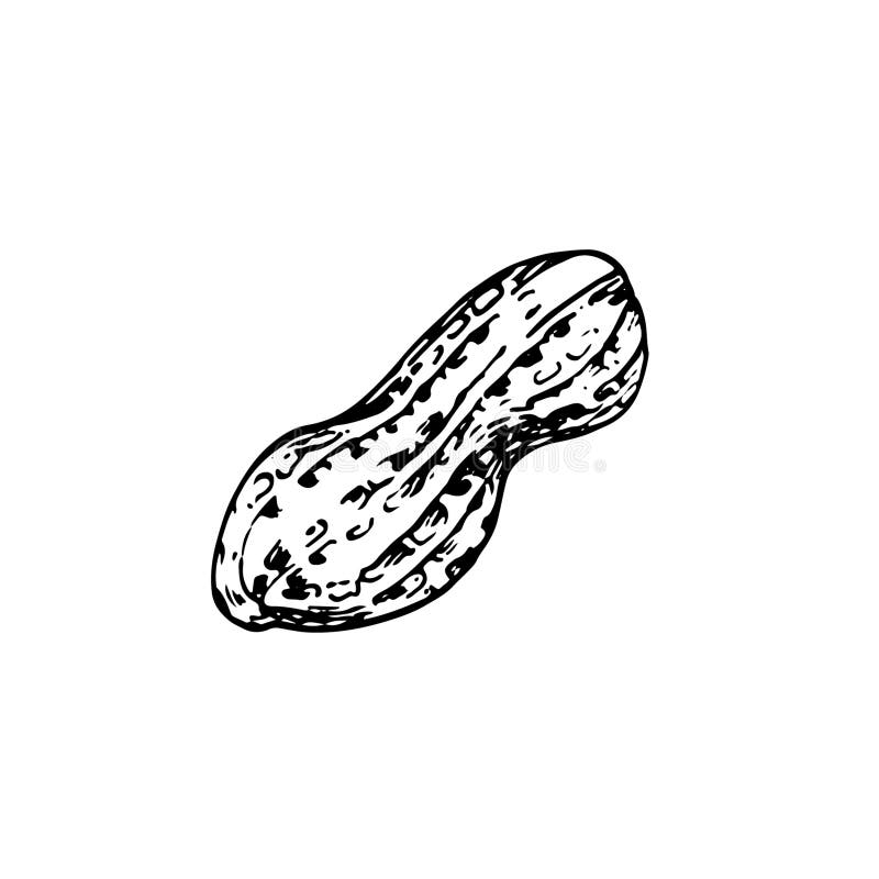 Peanut Kernel in Shell Vector Illustration Hand Drawn with Ink. Black ...