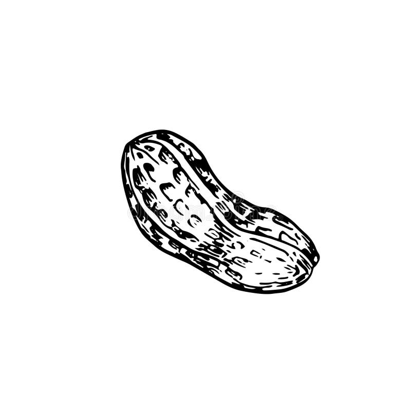Peanut Kernel in Shell Vector Illustration Hand Drawn with Ink. Black ...