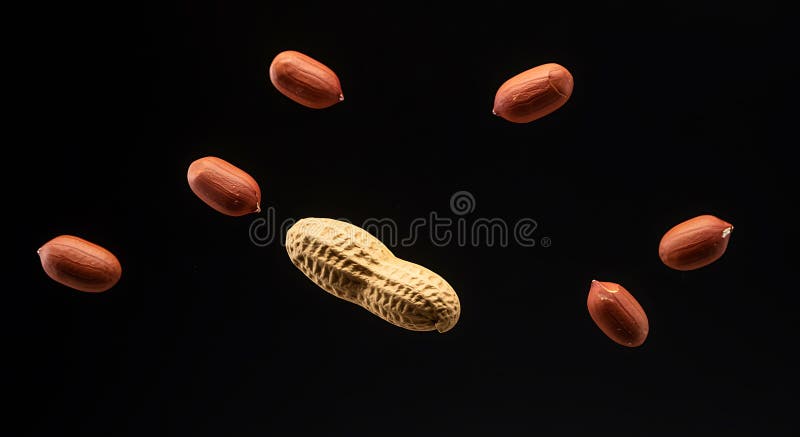 Peanut Kernels and a Whole Peanut Shell are Suspended Against a Black ...